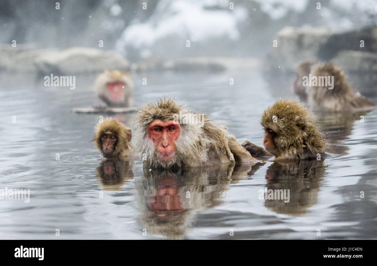 Group of Japanese macaques sitting in water in a hot spring. Japan ...