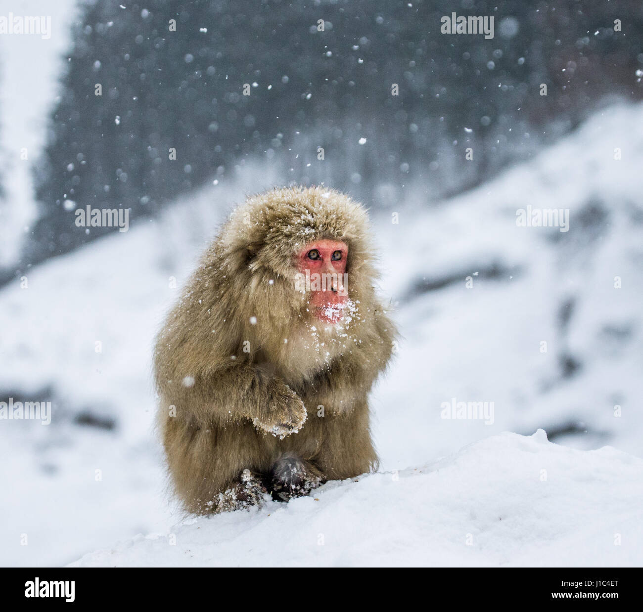 Japanese macaque sitting in the snow. Japan. Nagano. Jigokudani Monkey ...