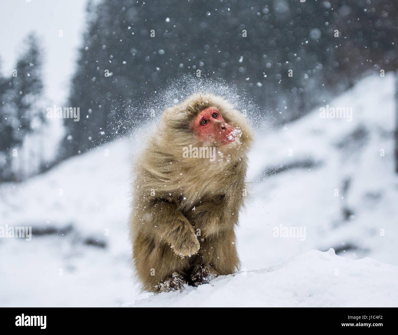 Japanese macaque sitting in the snow. Japan. Nagano. Jigokudani Monkey ...