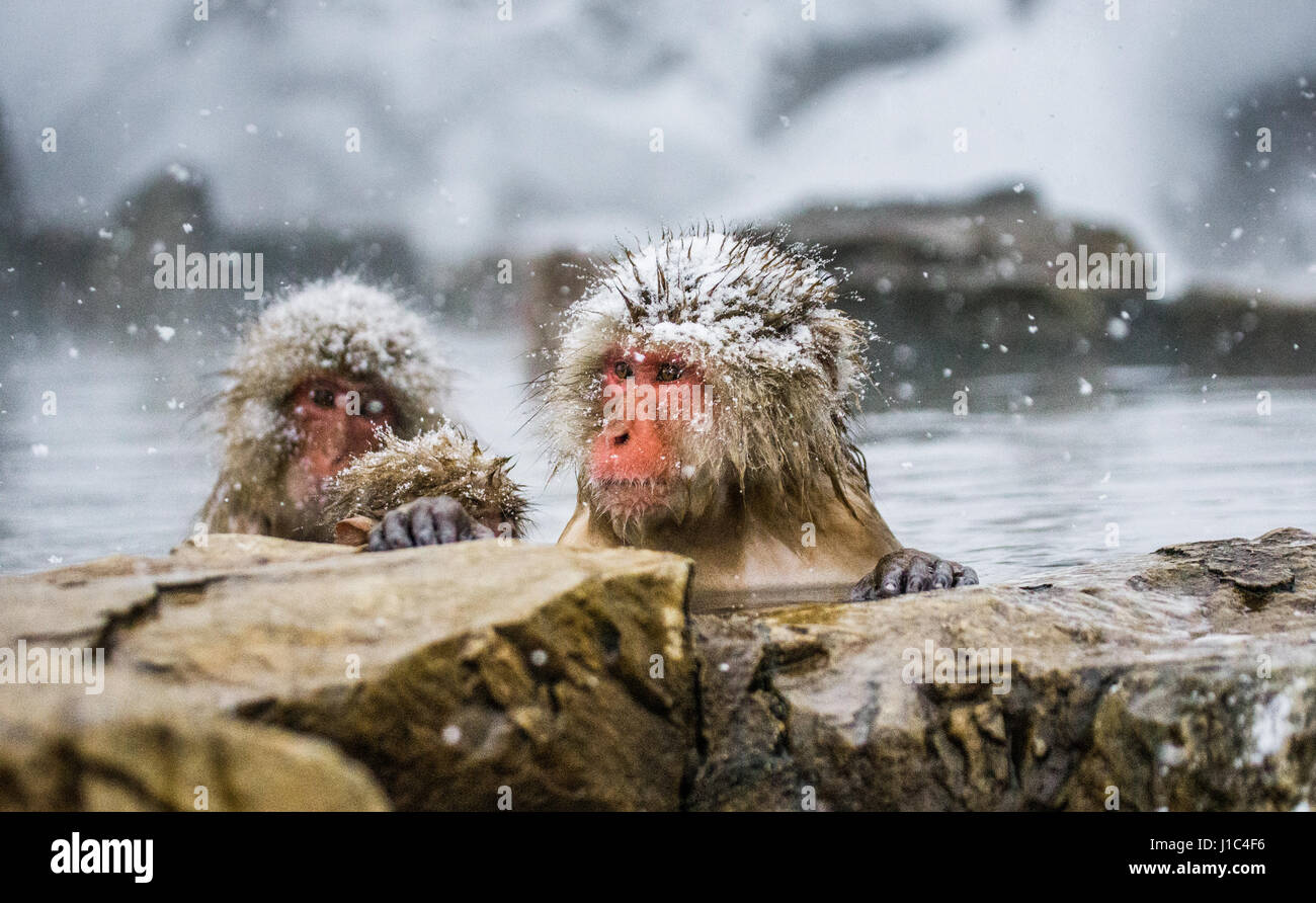Two Japanese macaques sitting in water in a hot spring. Japan. Nagano ...