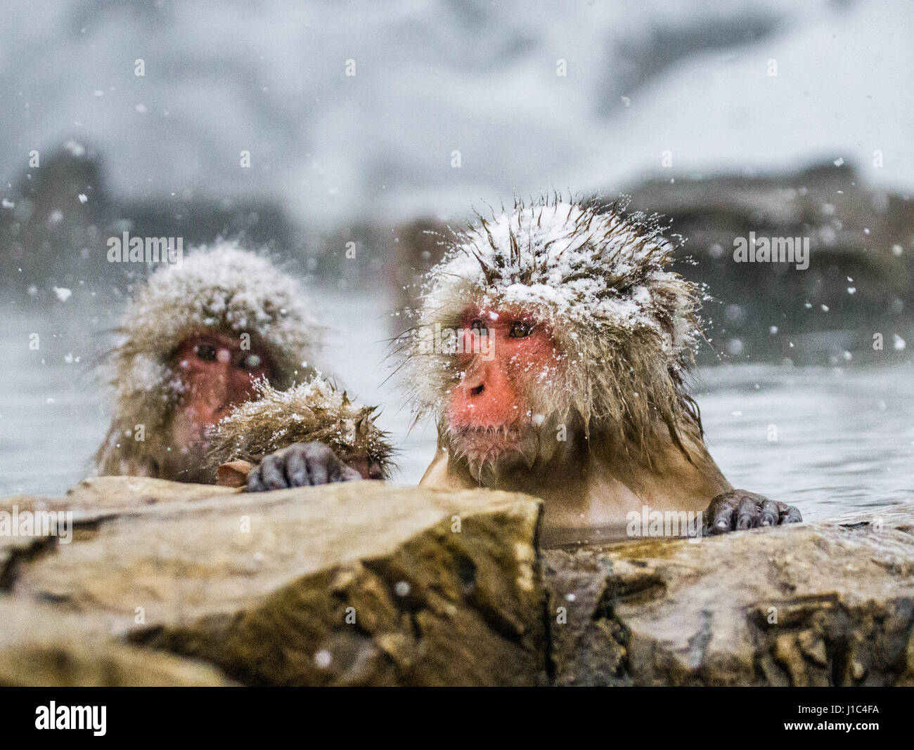 Two Japanese macaques sitting in water in a hot spring. Japan. Nagano ...