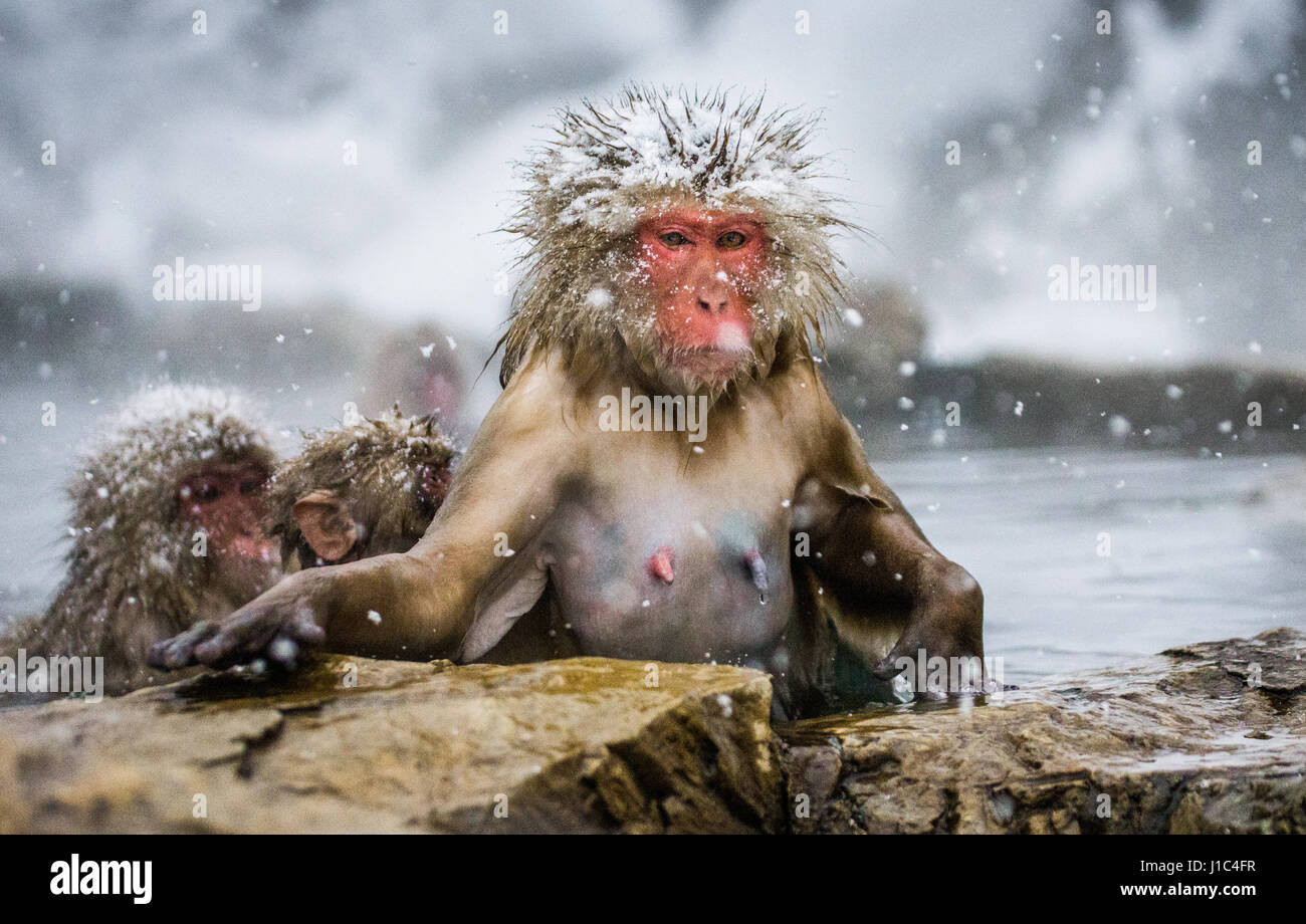 Group of Japanese macaques sitting in water in a hot spring. Japan ...