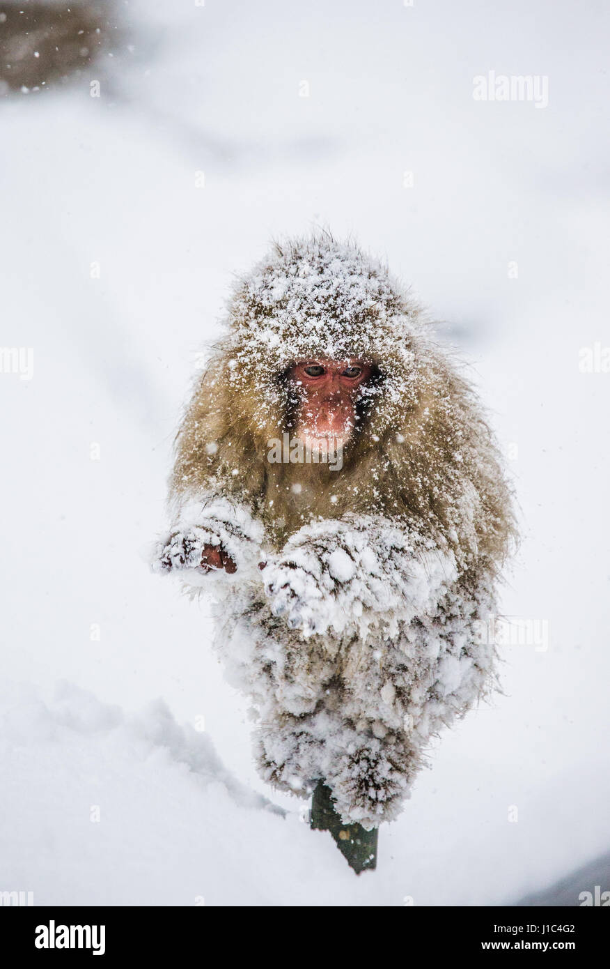 Japanese Macaque standing on hind legs in the snow. Japan. Nagano ...