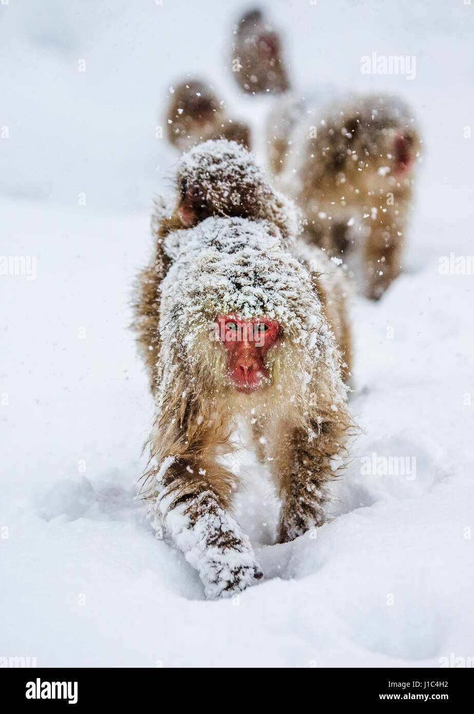 Group of Japanese macaques goes to the a hot spring in the deep snow ...