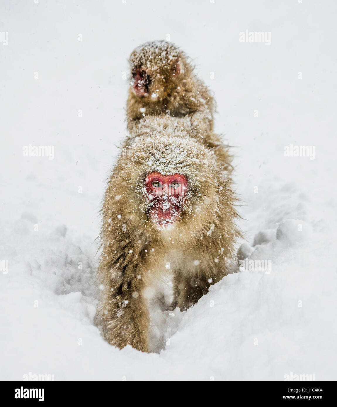 Monkey on your back illustration hi-res stock photography and images ...