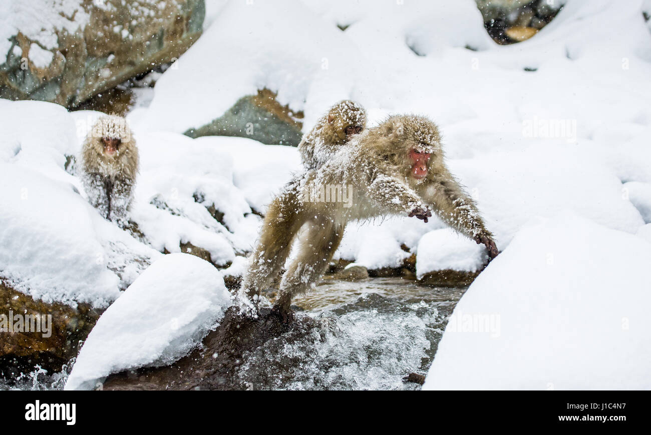 Japanese macaques jumping through a small river. Japan. Nagano ...