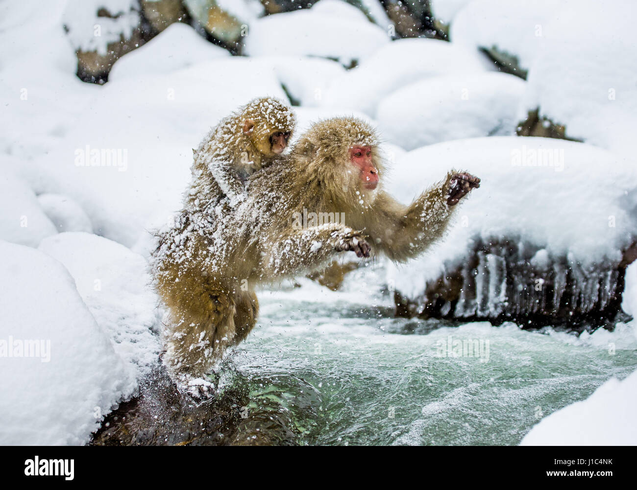 Japanese macaques jumping through a small river. Japan. Nagano ...