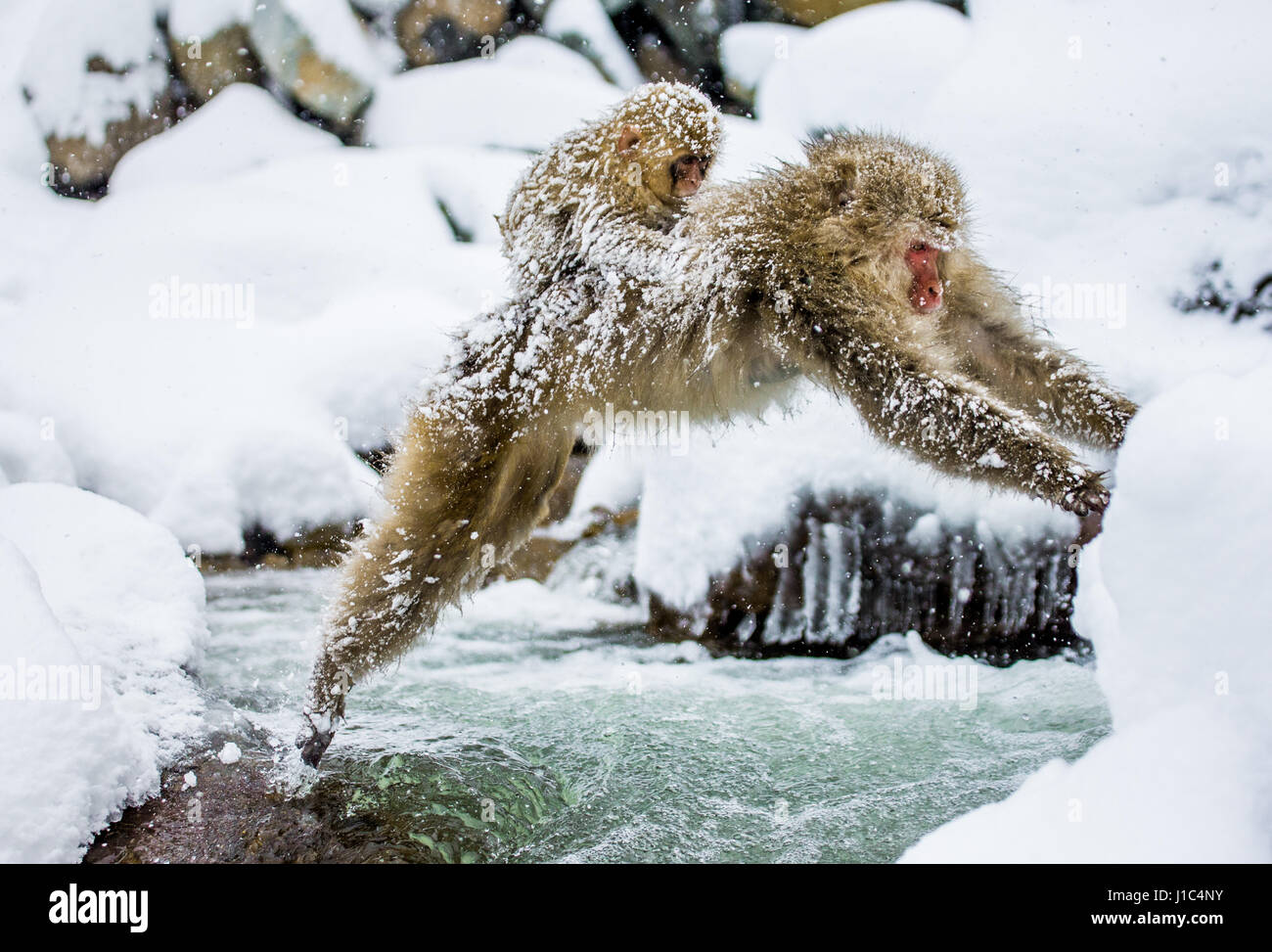 Japanese macaques jumping through a small river. Japan. Nagano ...