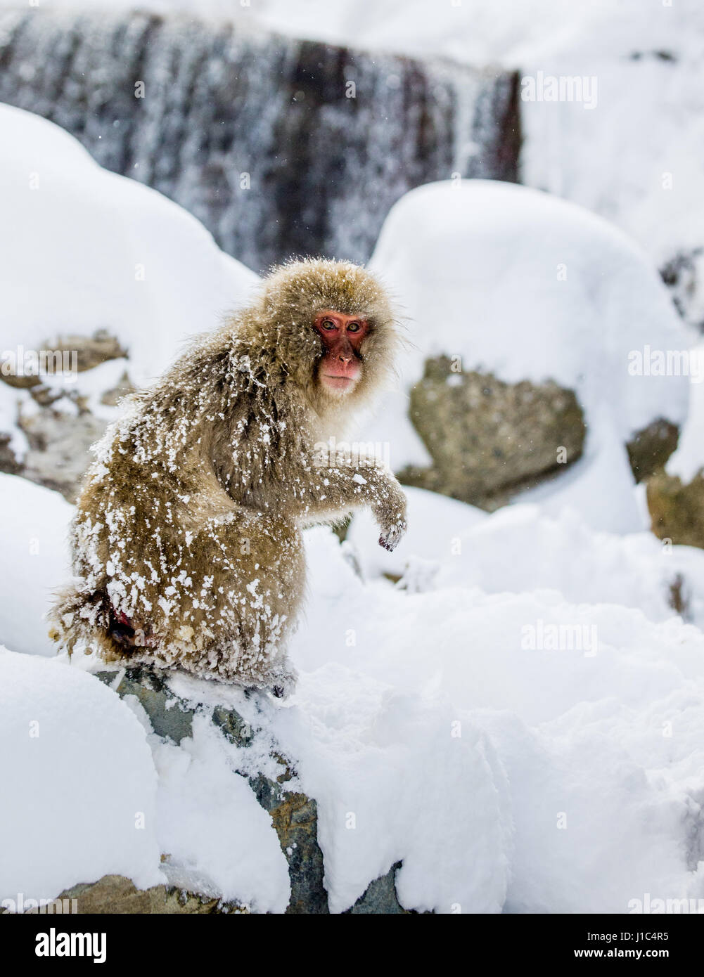 Japanese Macaque standing on hind legs in the snow. Japan. Nagano ...