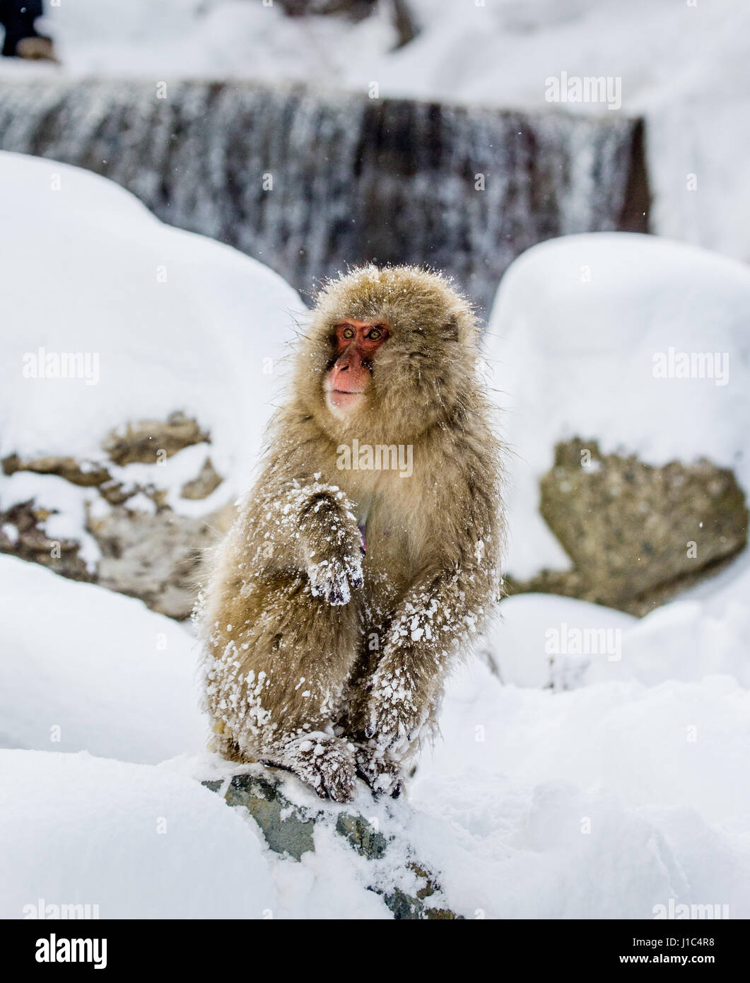 Japanese Macaque standing on hind legs in the snow. Japan. Nagano ...