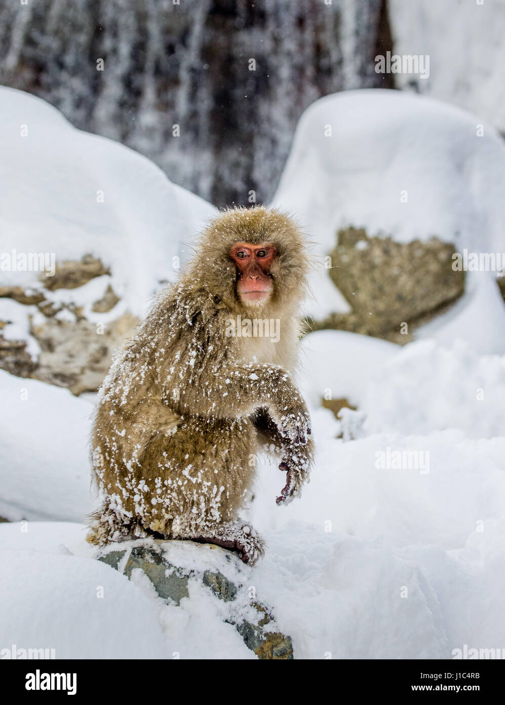 Japanese Macaque standing on hind legs in the snow. Japan. Nagano ...