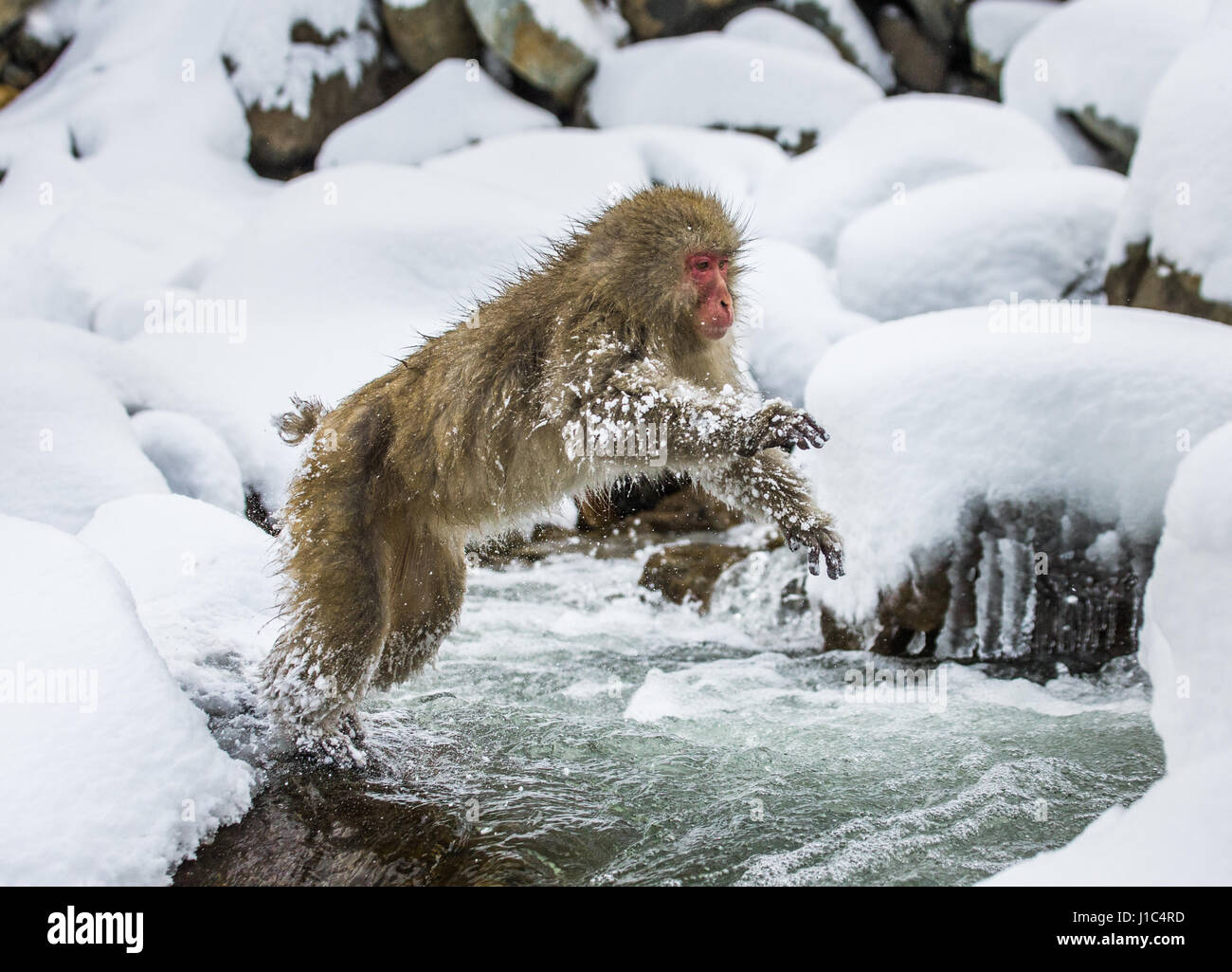 Japanese macaques jumping through a small river. Japan. Nagano ...
