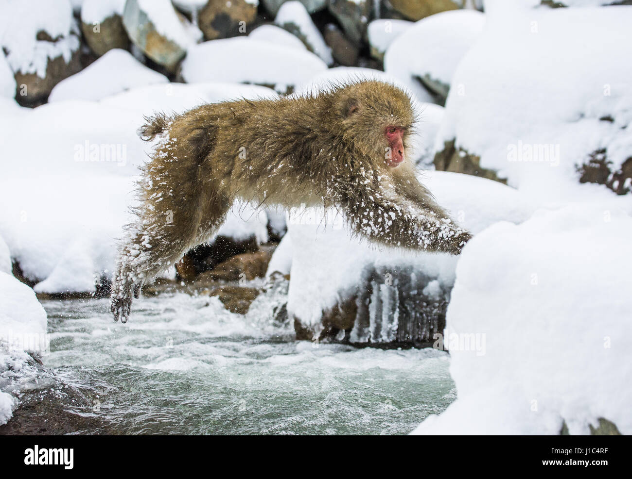 Japanese macaques jumping through a small river. Japan. Nagano ...