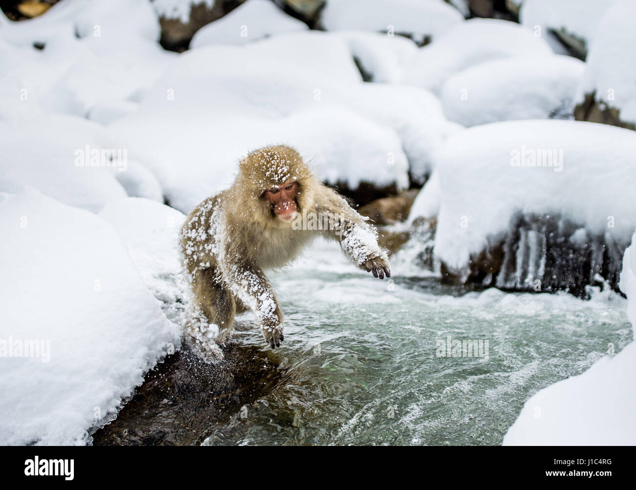 Japanese macaques jumping through a small river. Japan. Nagano ...