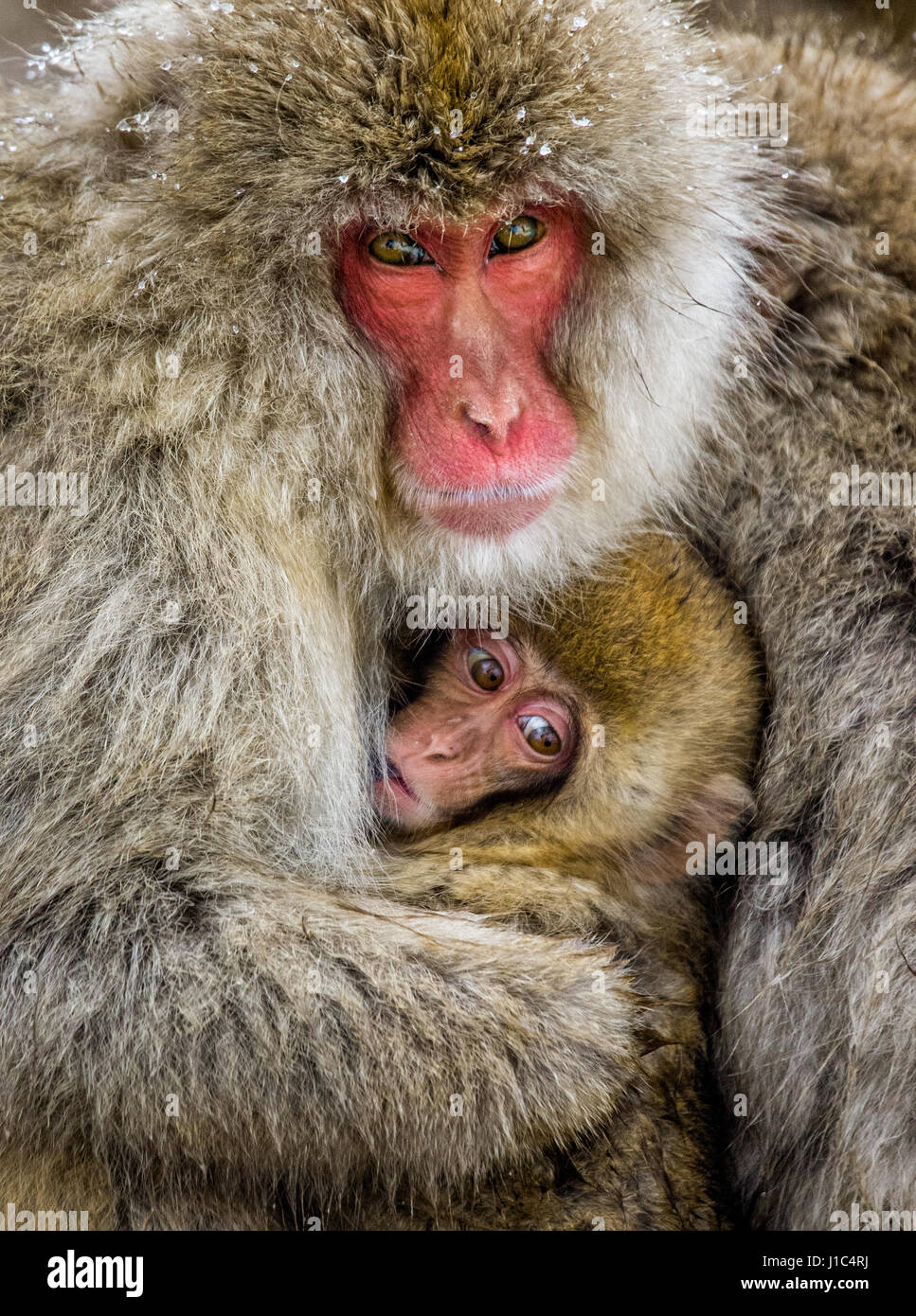 Mom with a baby of the Japanese macaque are sitting near the stones ...