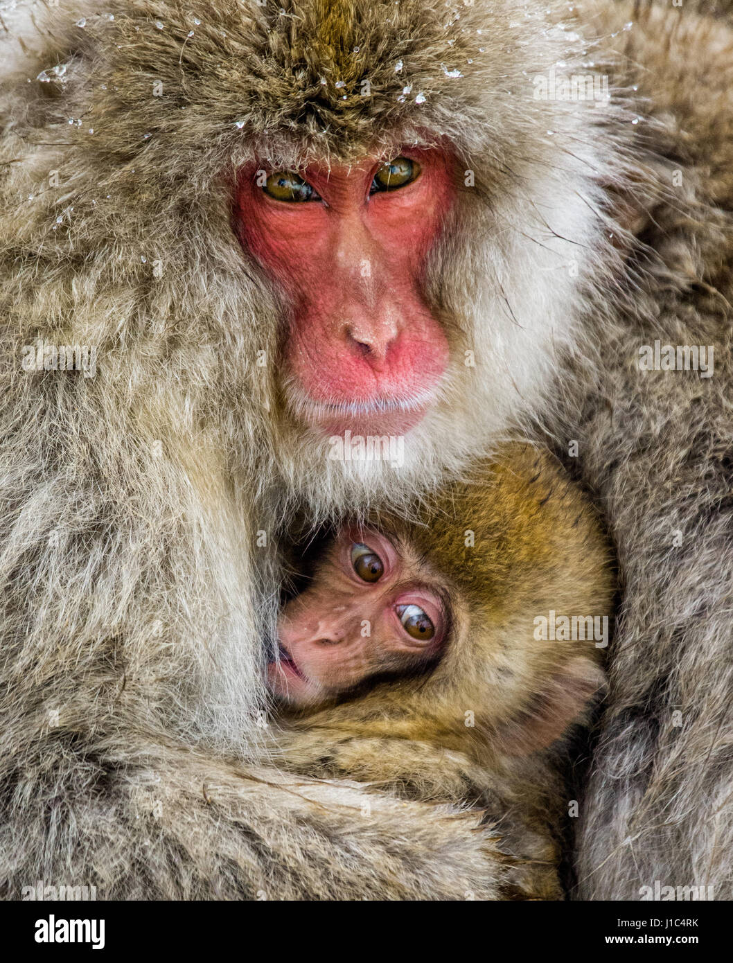 Mom with a baby of the Japanese macaque are sitting near the stones ...