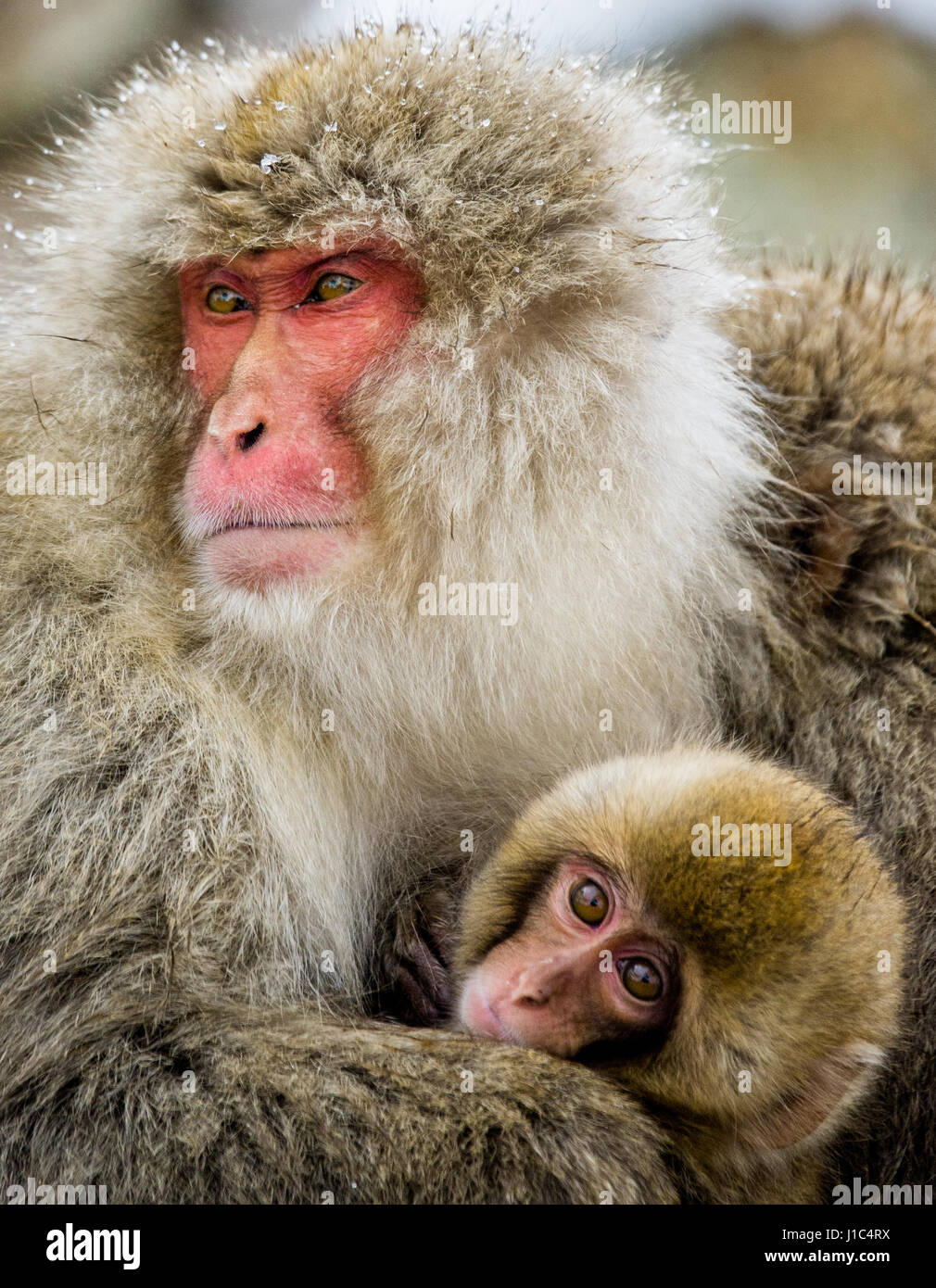 Mom with a baby of the Japanese macaque are sitting near the stones ...