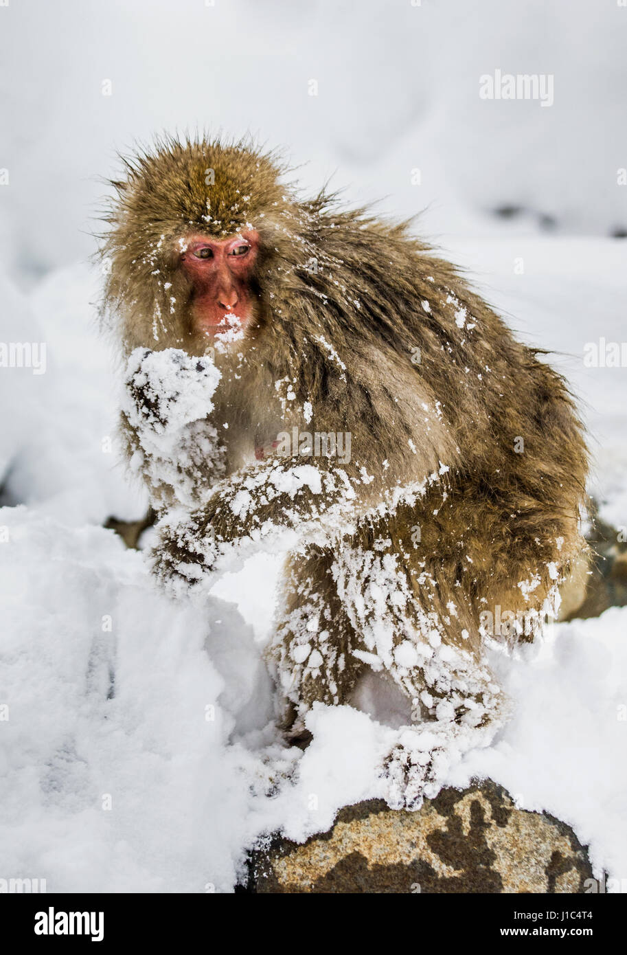 Japanese Macaque standing on hind legs in the snow. Japan. Nagano ...