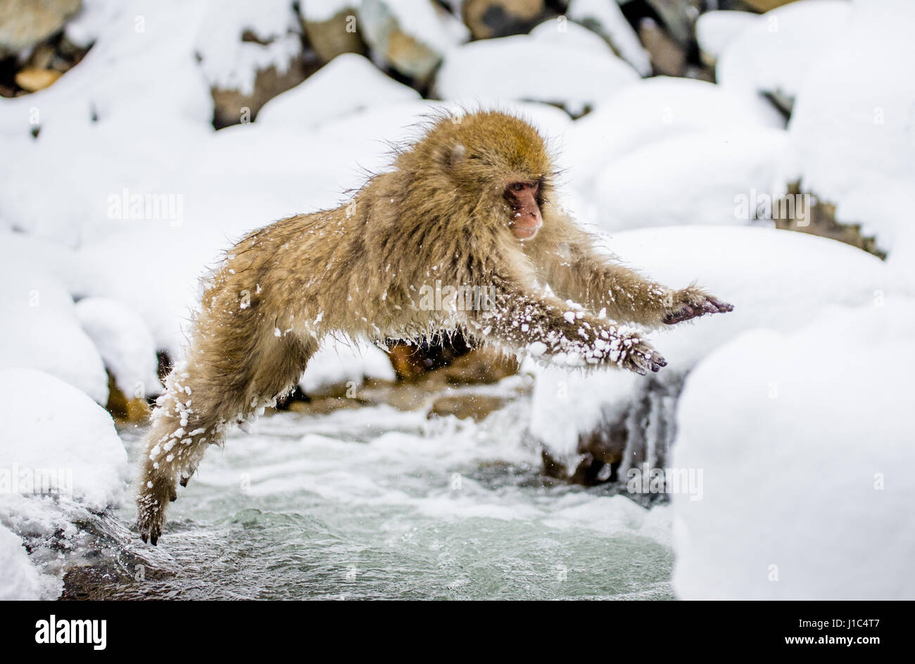 Japanese macaques jumping through a small river. Japan. Nagano ...