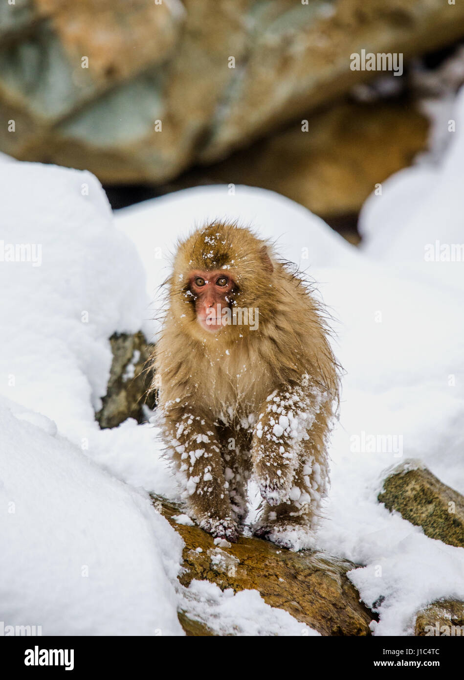 Japanese Macaque standing on hind legs in the snow. Japan. Nagano ...