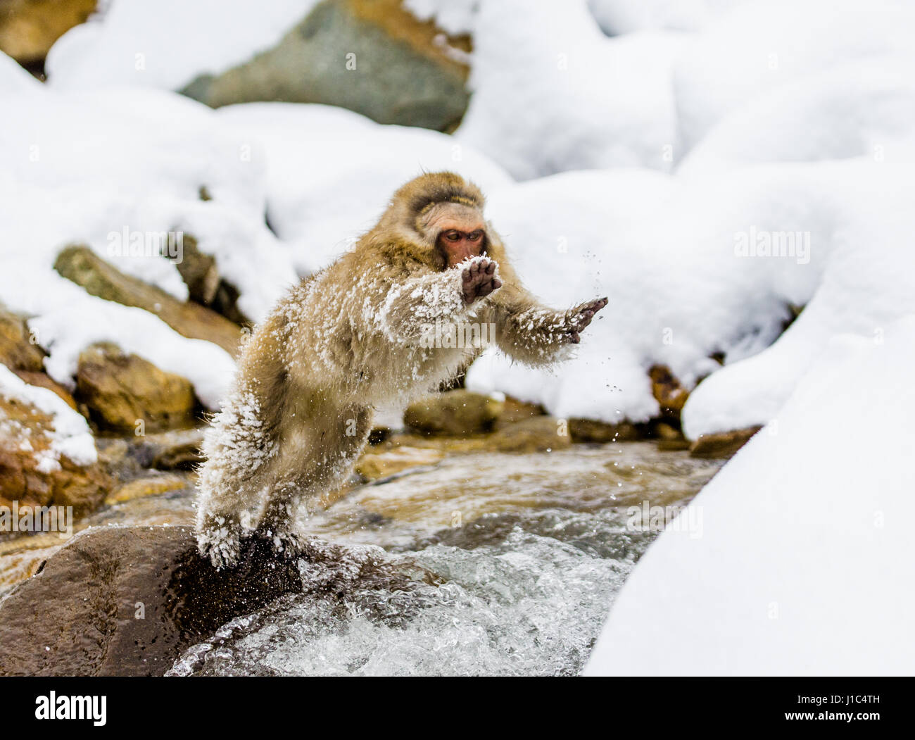 Japanese macaques jumping through a small river. Japan. Nagano ...