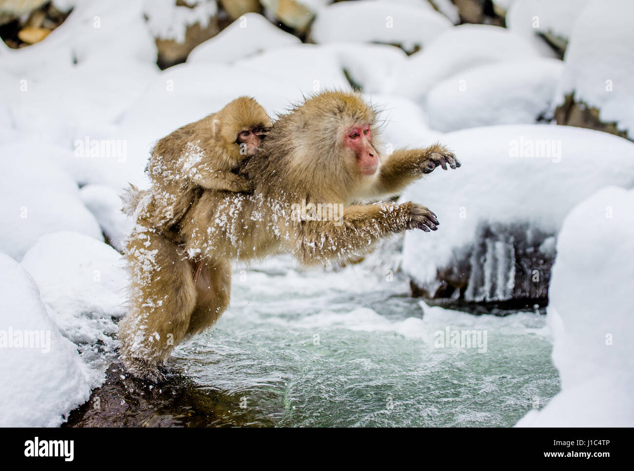 Japanese macaques jumping through a small river. Japan. Nagano ...
