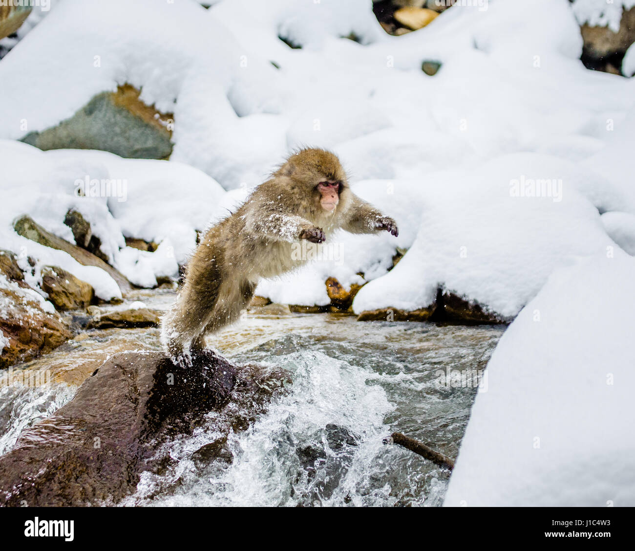 Japanese macaques jumping through a small river. Japan. Nagano ...