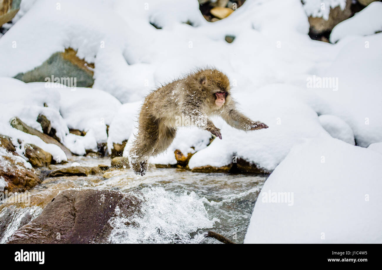 Japanese macaques jumping through a small river. Japan. Nagano ...