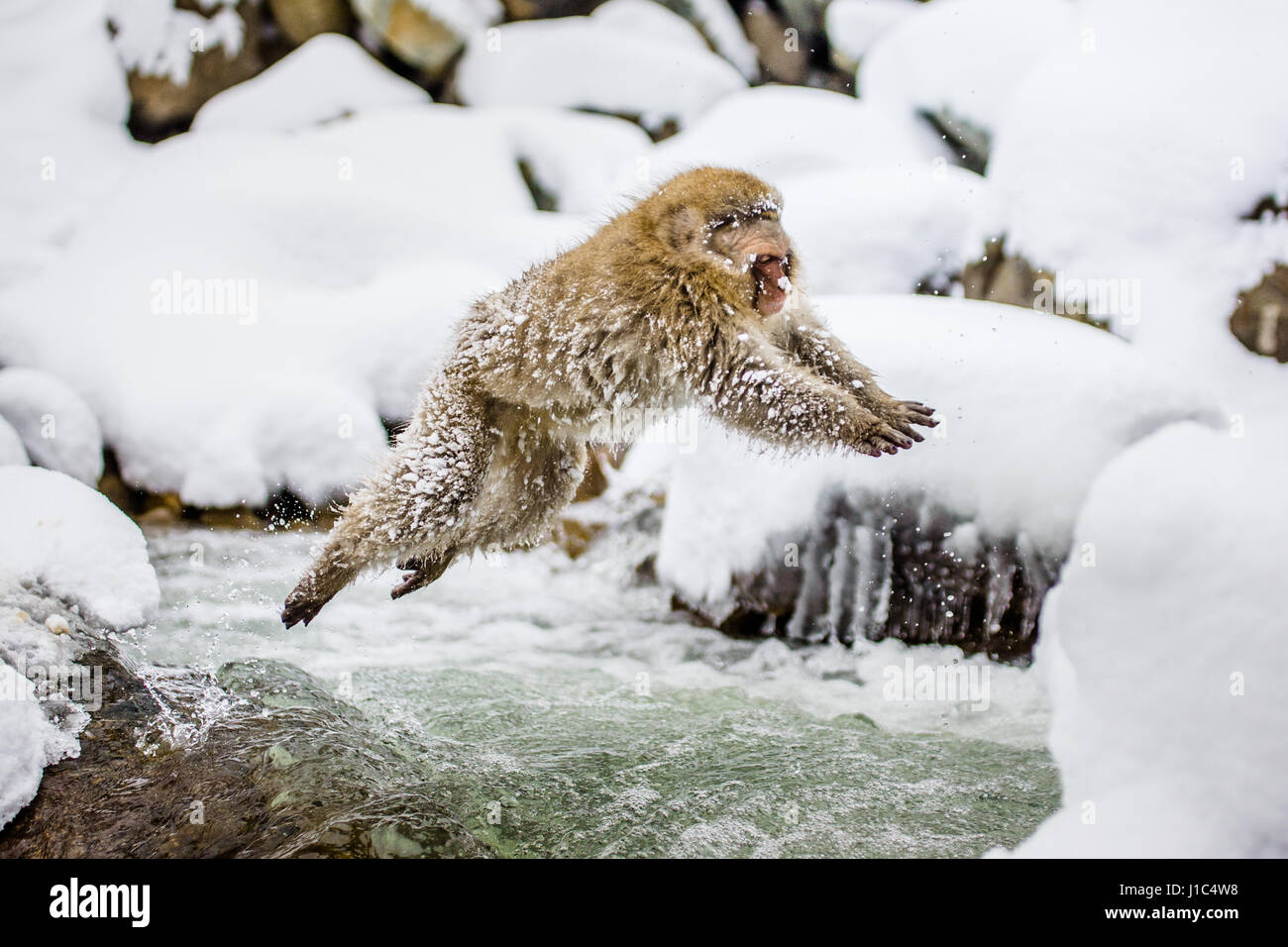Japanese macaques jumping through a small river. Japan. Nagano ...