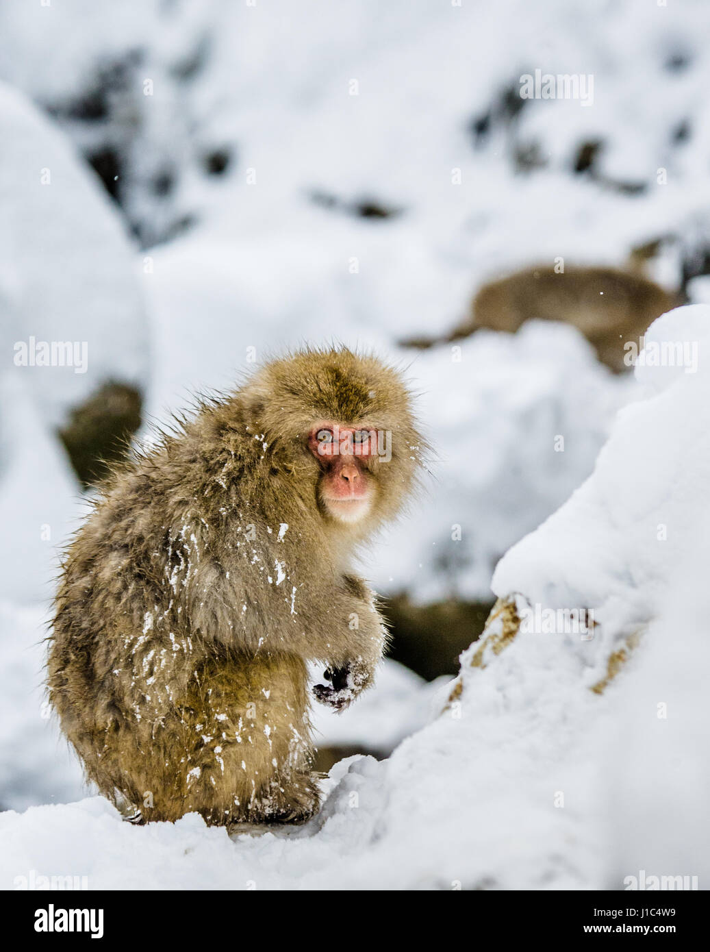 Japanese Macaque standing on hind legs in the snow. Japan. Nagano ...