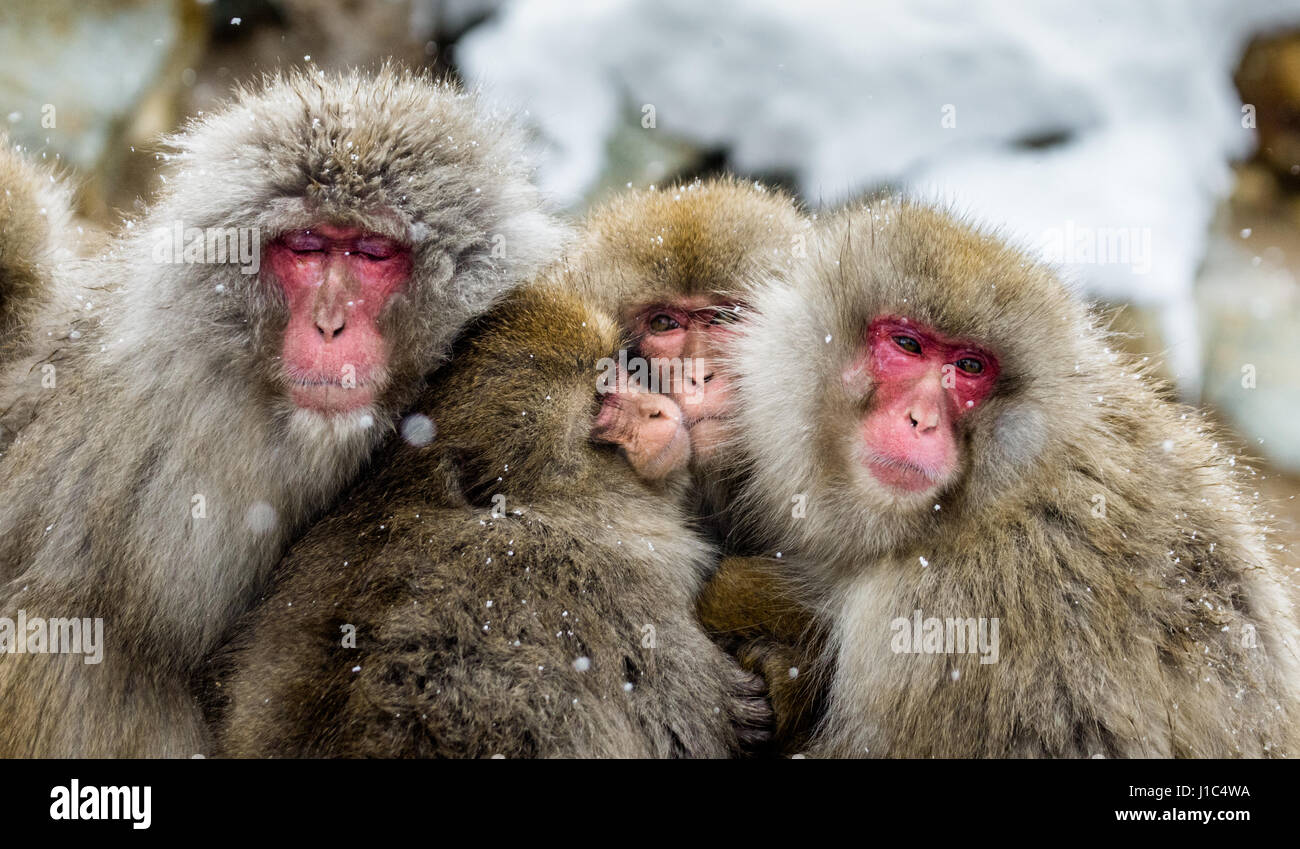 Group of Japanese macaques sitting together on the rocks. Japan. Nagano ...