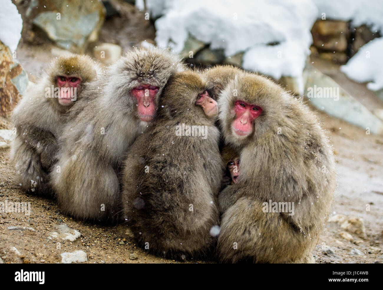 Group of Japanese macaques sitting together on the rocks. Japan. Nagano ...