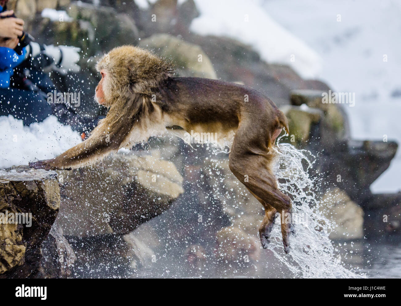 Japanese macaques jumping through a small river. Japan. Nagano ...