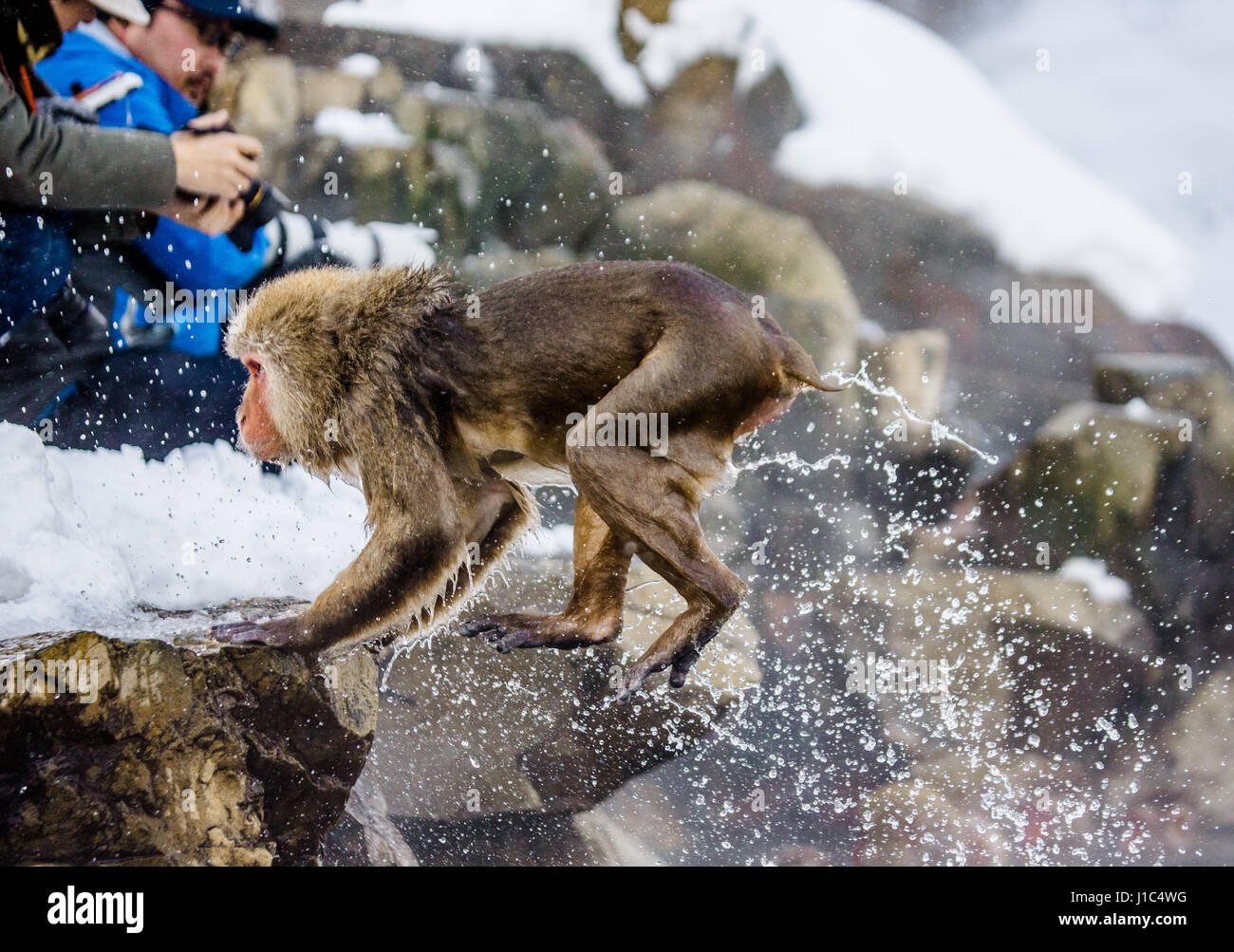 Japanese macaques jumping through a small river. Japan. Nagano ...
