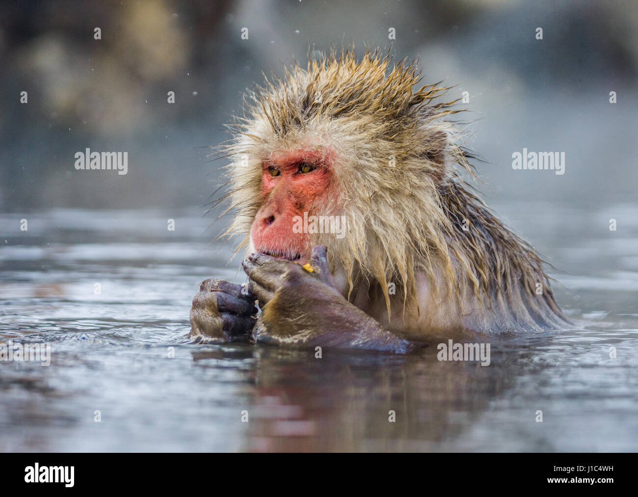 Japanese macaque sitting in water in a hot spring. Japan. Nagano ...