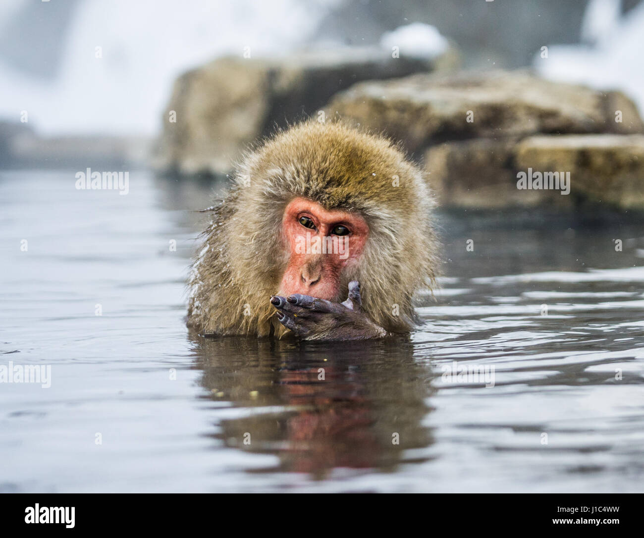 Japanese macaque sitting in water in a hot spring. Japan. Nagano ...