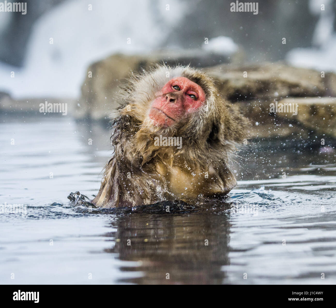 Japanese macaque sitting in water in a hot spring. Japan. Nagano ...