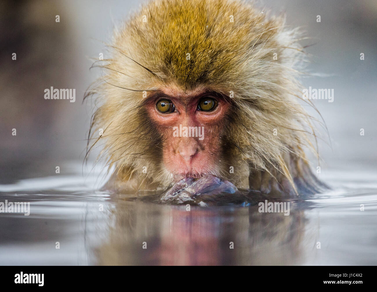 Japanese macaque sitting in water in a hot spring. Japan. Nagano ...