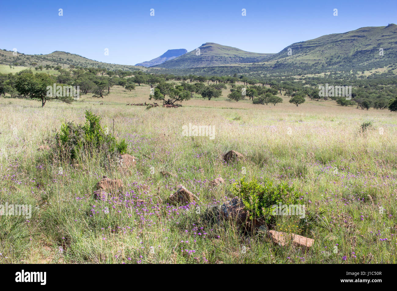 African bushveld with mountain ridge on a hot summer's day - Hot blue ...