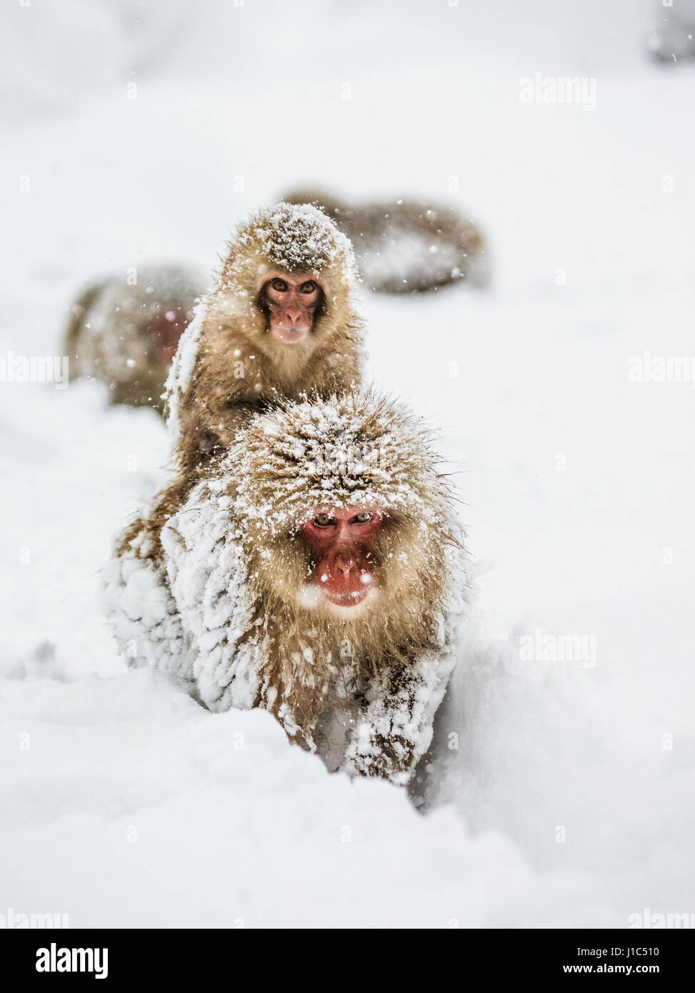 Group of Japanese macaques goes to the a hot spring in the deep snow ...
