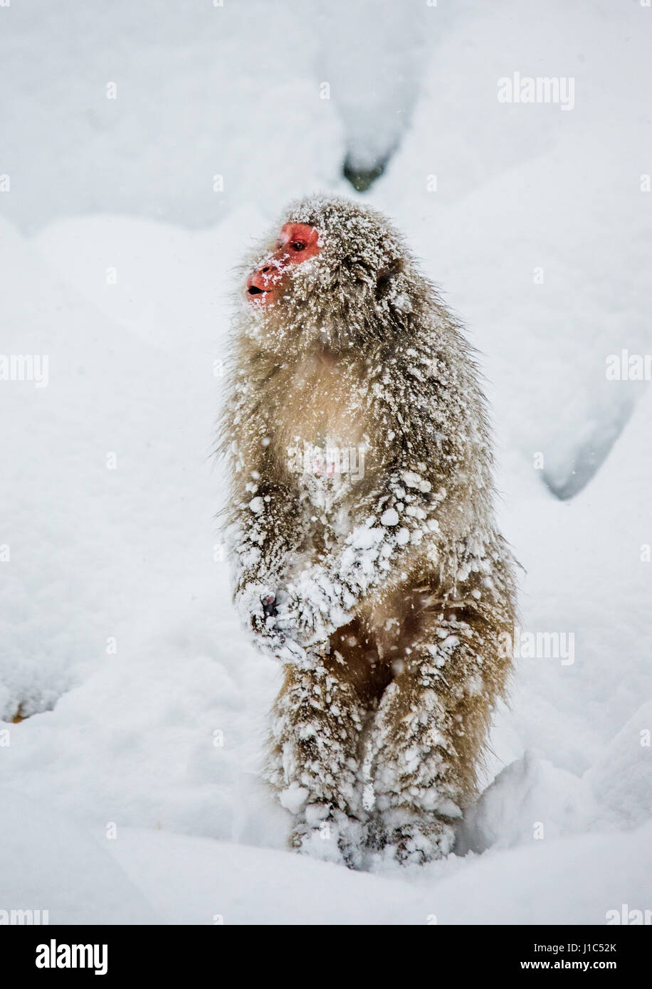 Legs protection hi-res stock photography and images - Alamy