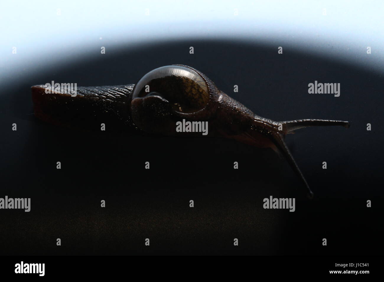 Newly formed snail shell hi-res stock photography and images - Alamy