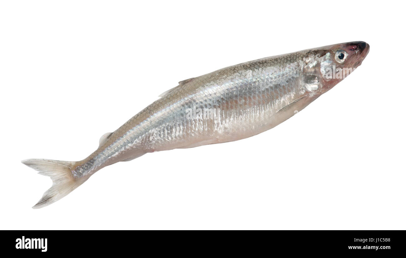 Smelt fish hi-res stock photography and images - Alamy