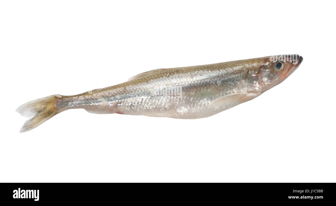 Fish smelt Cut Out Stock Images & Pictures - Alamy