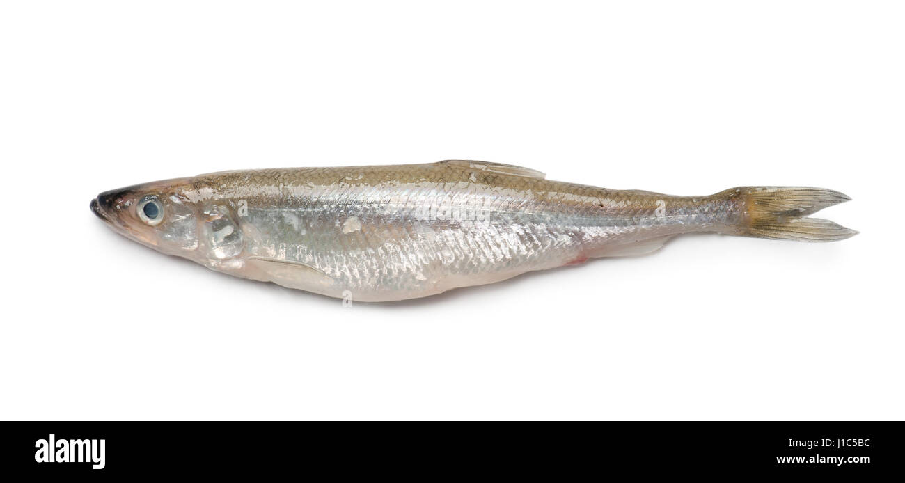 Smelt fish isolated on white background Stock Photo - Alamy