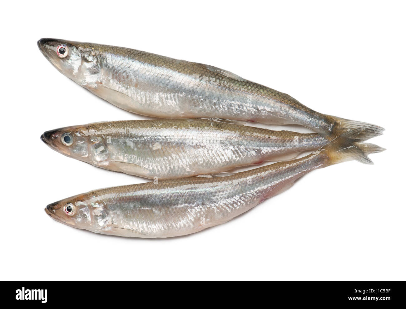 Smelt fishes isolated on white background Stock Photo - Alamy