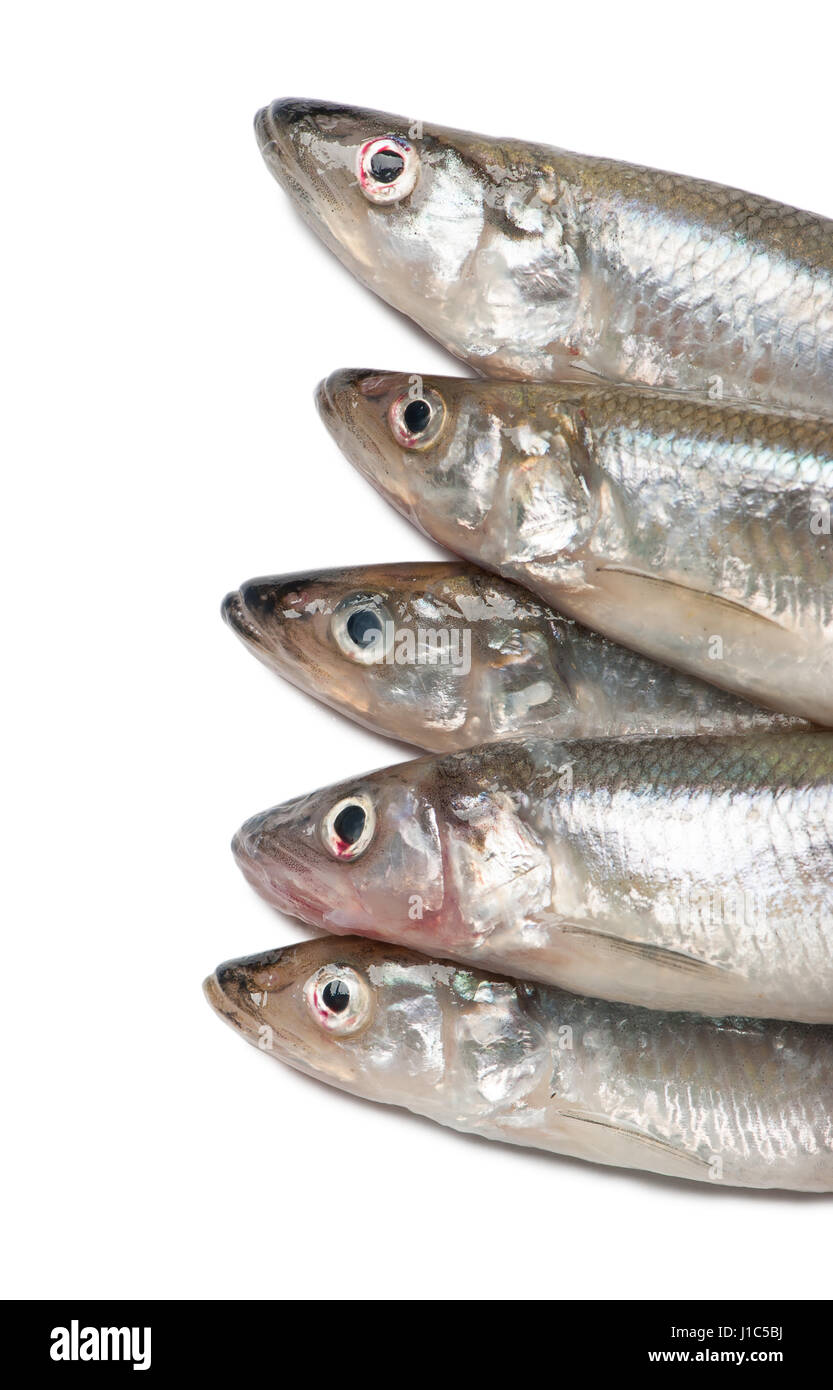 Smelt fishes isolated on white background Stock Photo - Alamy