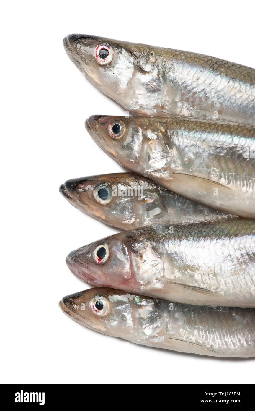 Smelt fishes isolated on white background Stock Photo - Alamy