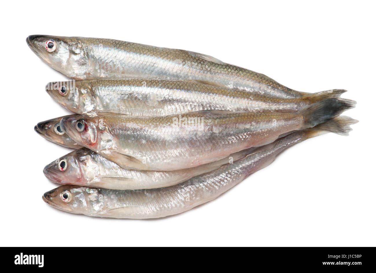 Smelt fishes isolated on white background Stock Photo - Alamy