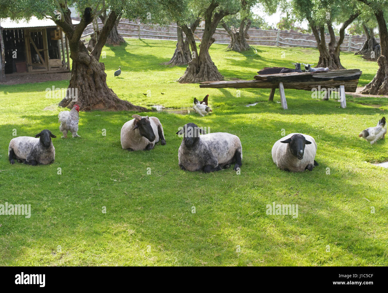 Goat sheep chicken hi-res stock photography and images - Alamy